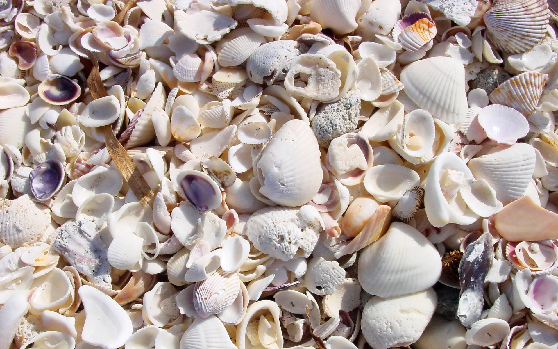 Shells On The Beach Wallpaper
