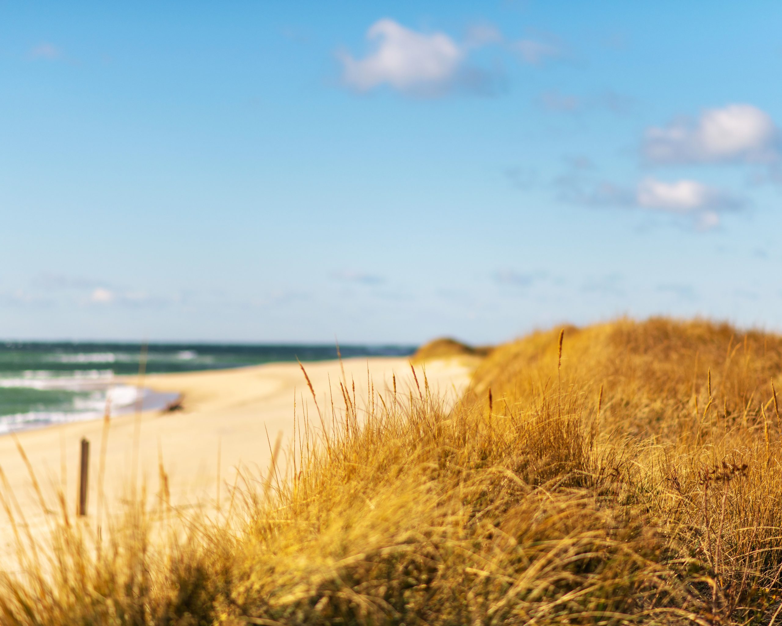 Dune grasses at Nantucket, MA, USA - Beach Wallpapers