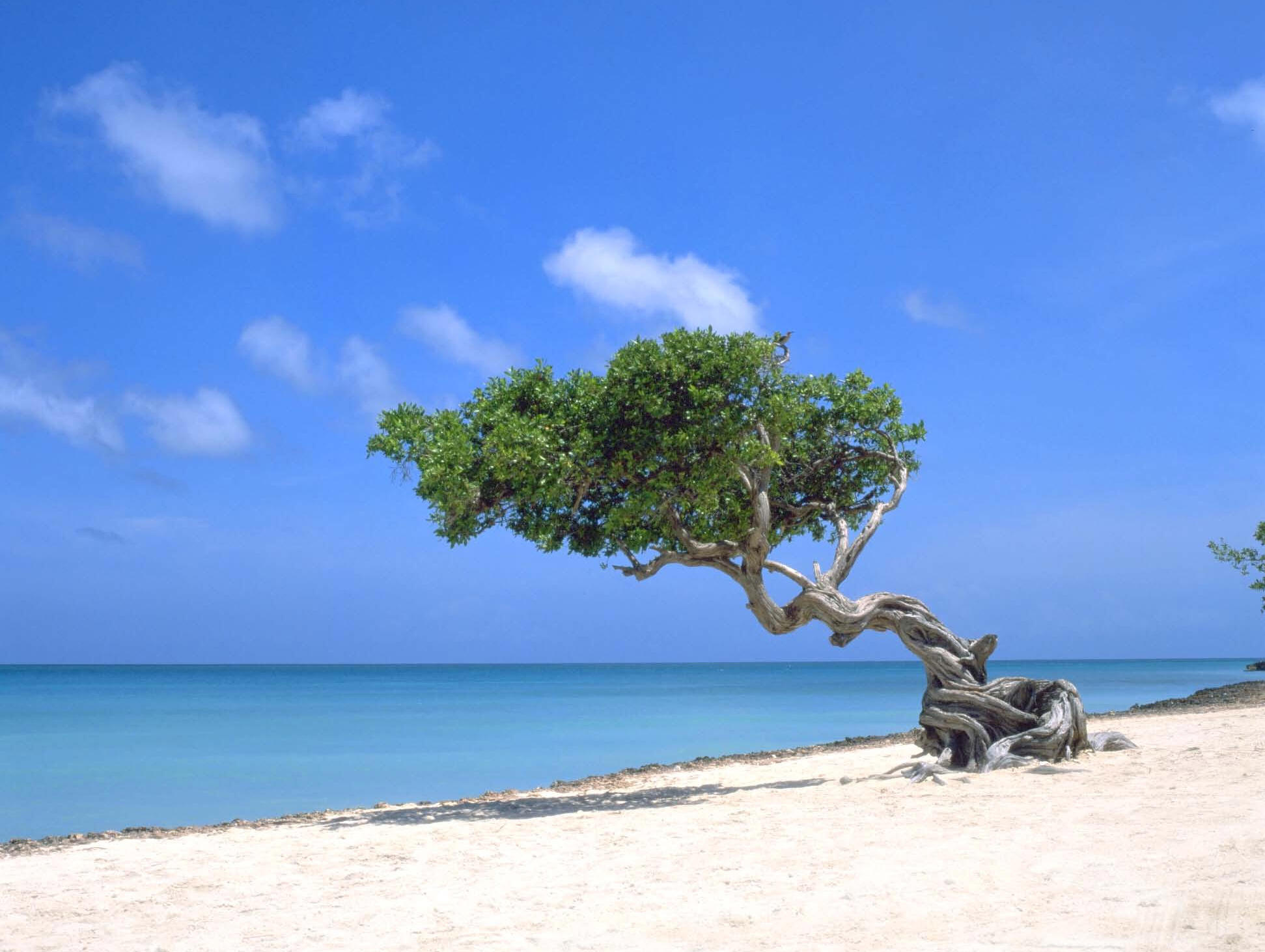Interesting tree at the sunny beach in Punta Cana, La Altagracia ...