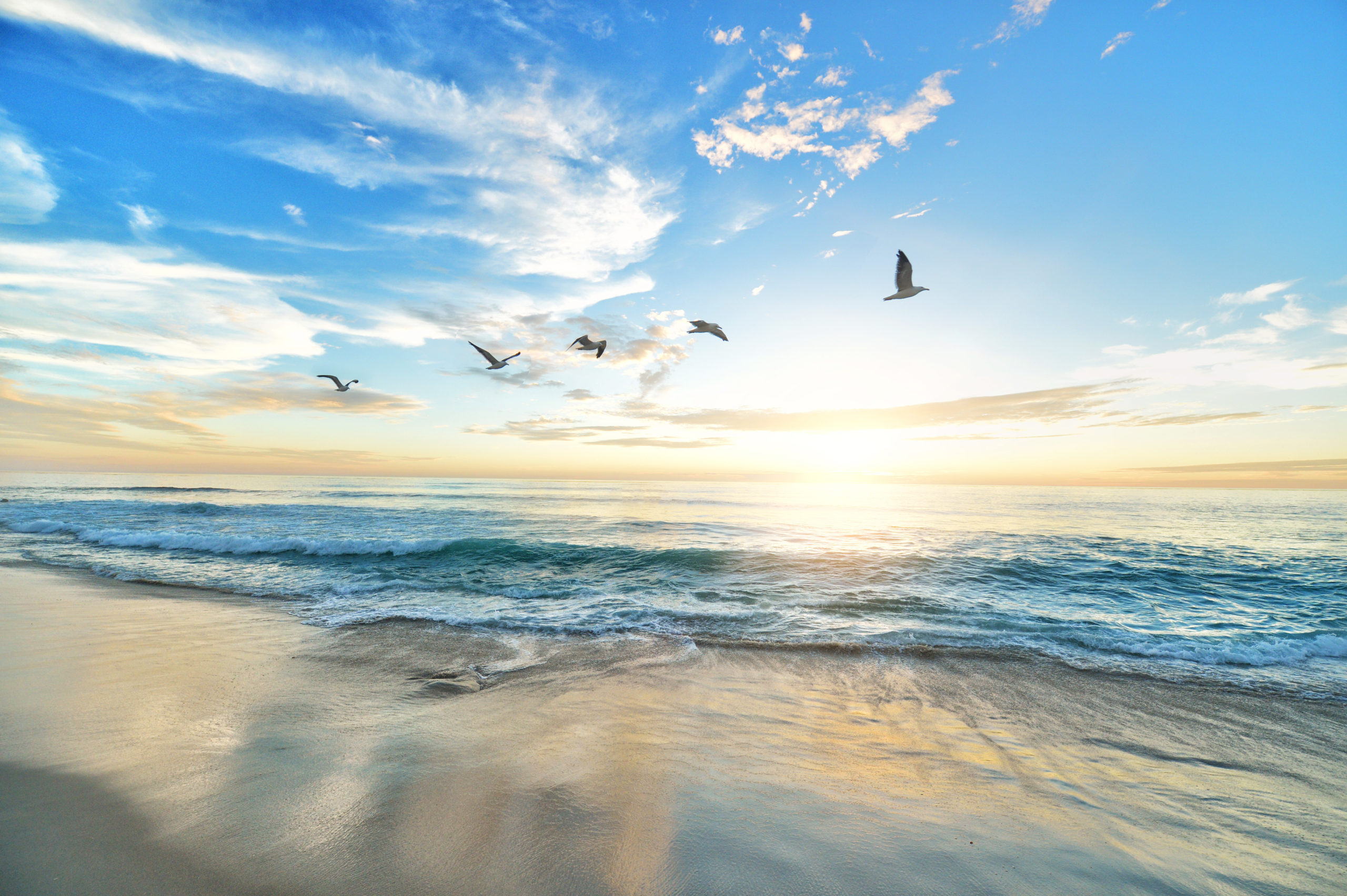 Sandy beach and seagull on Marine Street Beach in California, USA ...